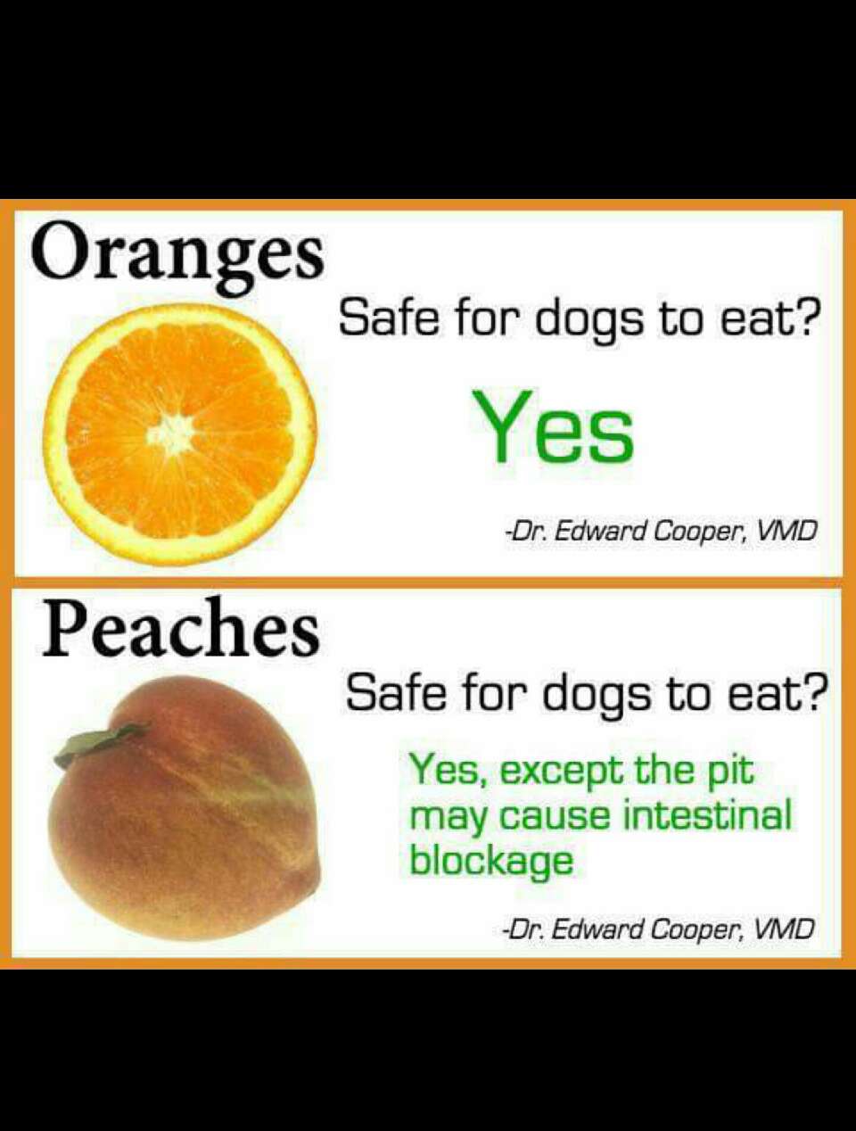 Fruits That Dogs Can And Cannot Eat Musely fruits-that-dogs-can-and-cannot-eat-musely