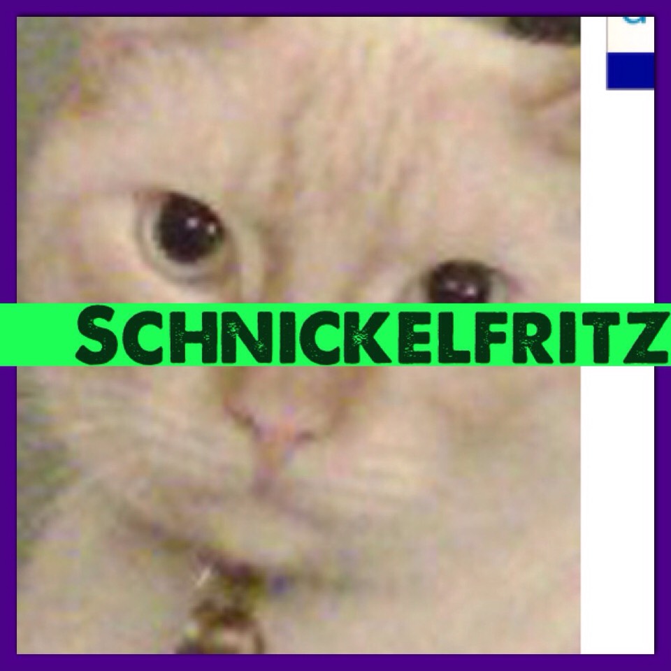 10 Weirdest Cat Names Musely 10 Weirdest Cat Names Musely