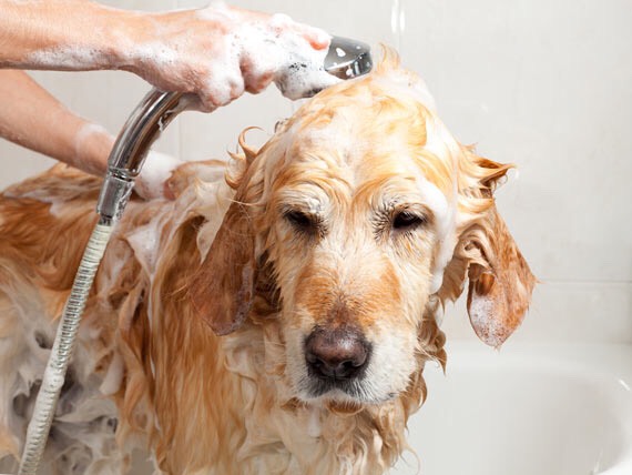 How To Get Ticks Off Your Dogs Musely how-to-get-ticks-off-your-dogs-musely
