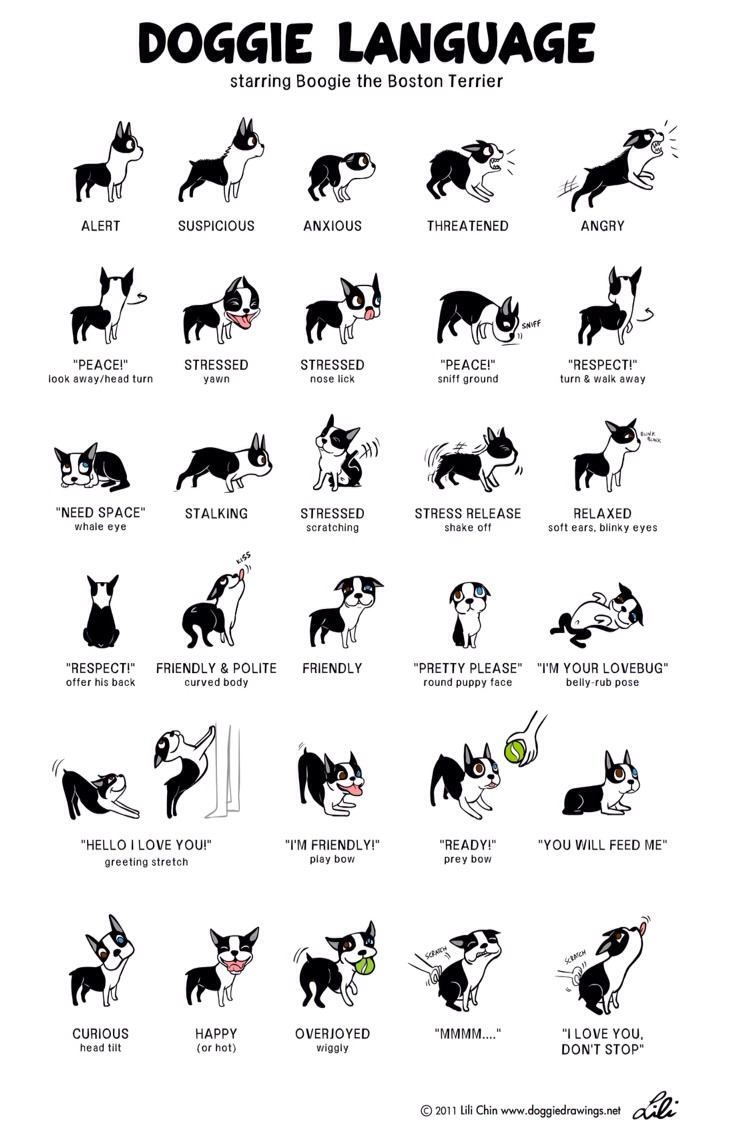 What Is Your Dog Saying To You Musely