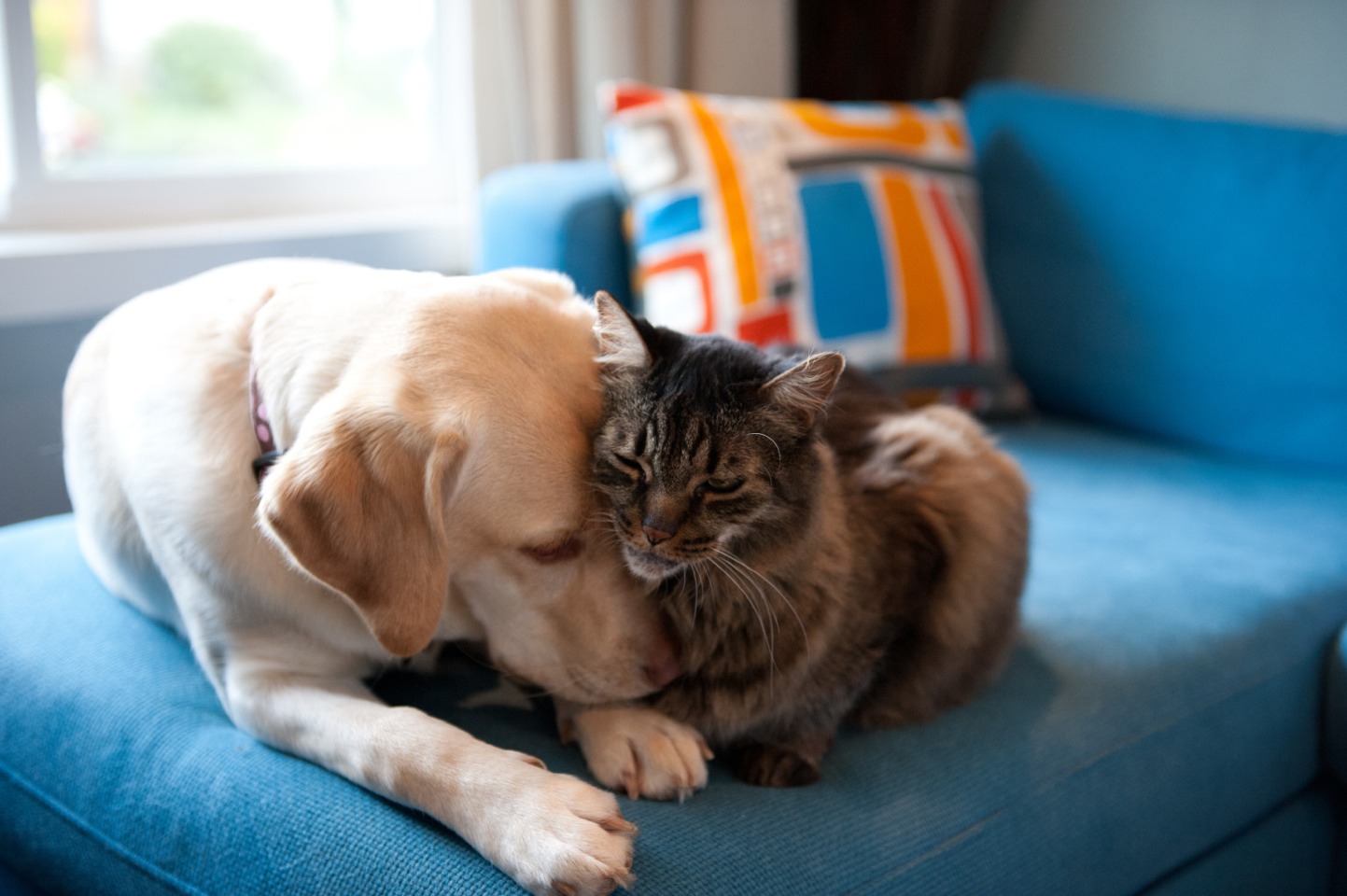 Good Pets For Young Children Musely Good Pets For Young Children Musely