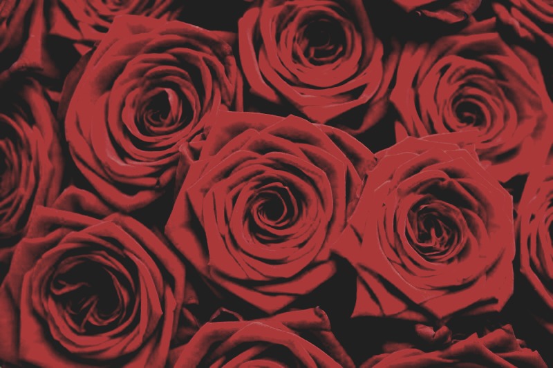 How To Make Roses Last Longer Musely how-to-make-roses-last-longer-musely